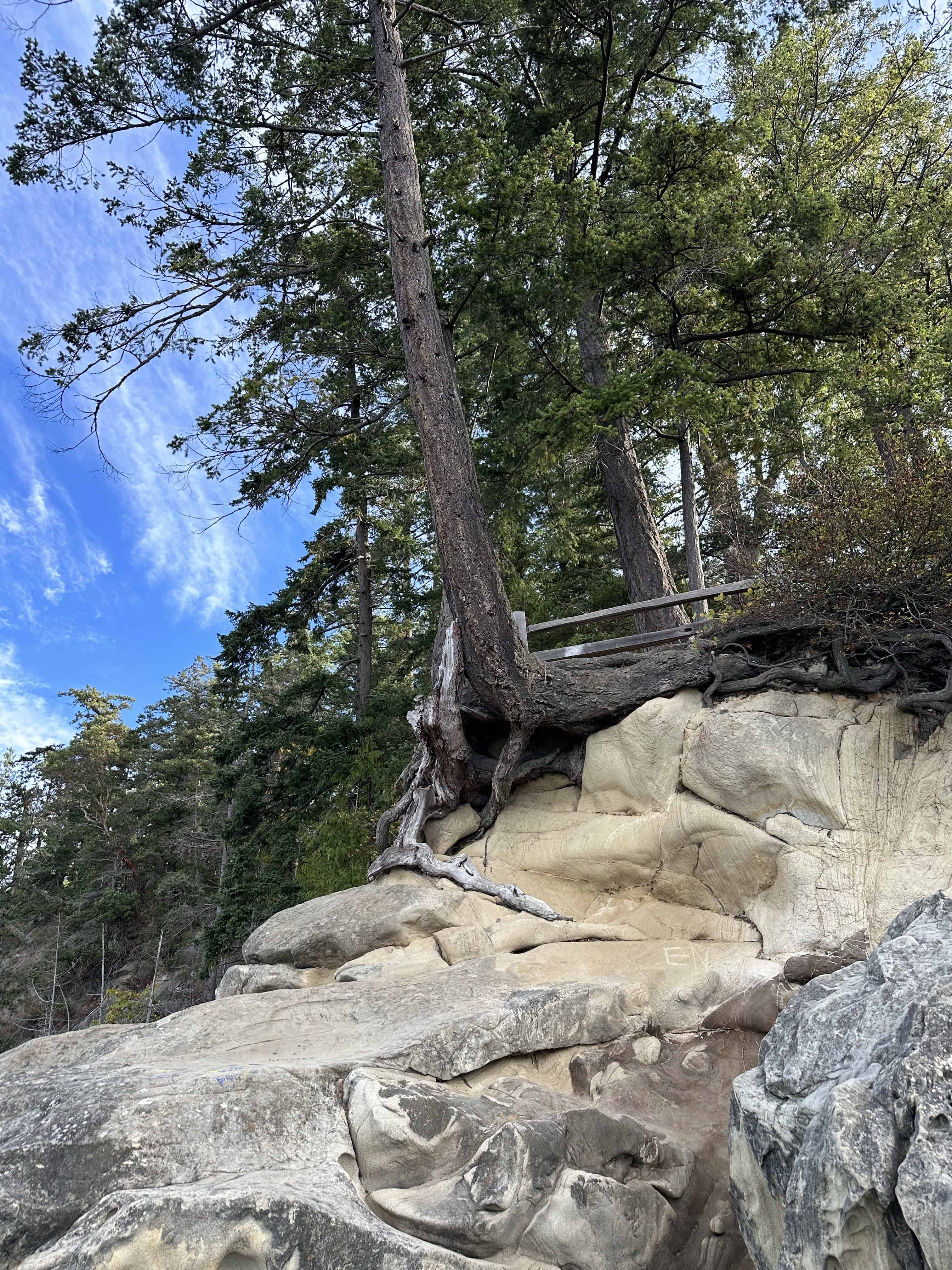 Camping At Larrabee State Park: A Complete Guide