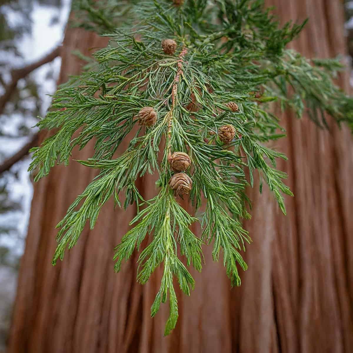 Western Red Cedar Identification: A Complete Guide