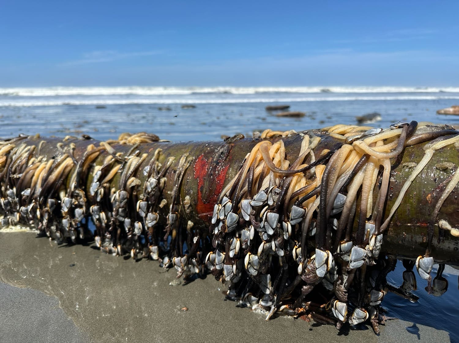 Discover Kalaloch Campground: Unforgettable Scenery