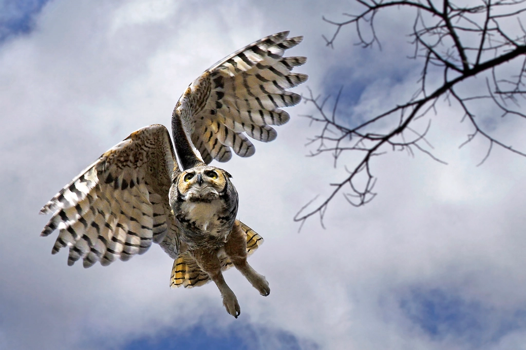 Great Horned Owls In The Pacific Northwest: A Field Guide For Curious ...